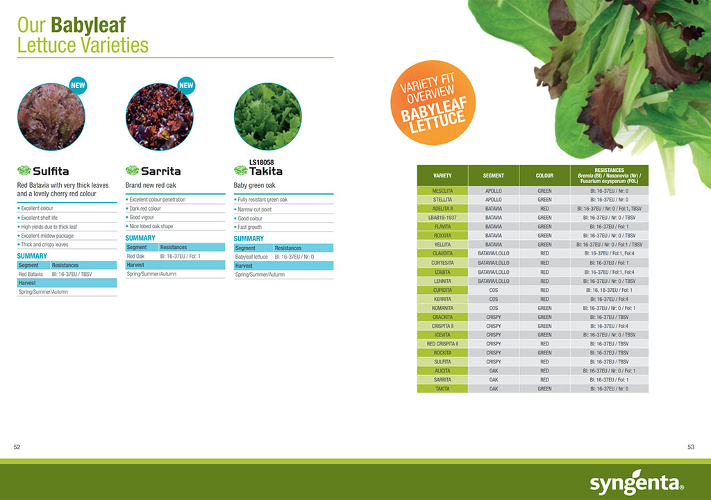 Lettuce Types Chart
