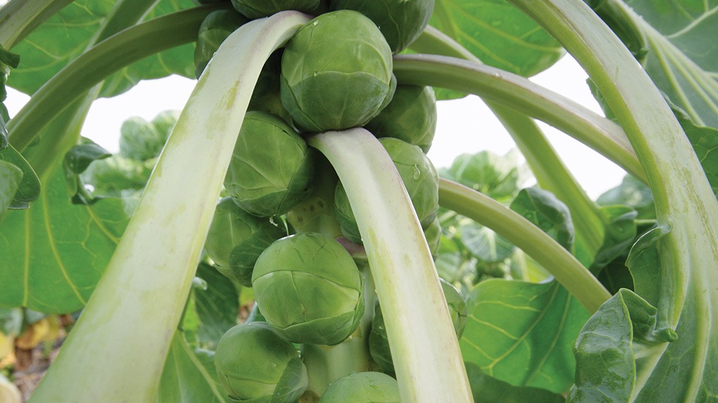 Sprout breeding on the button | Syngenta