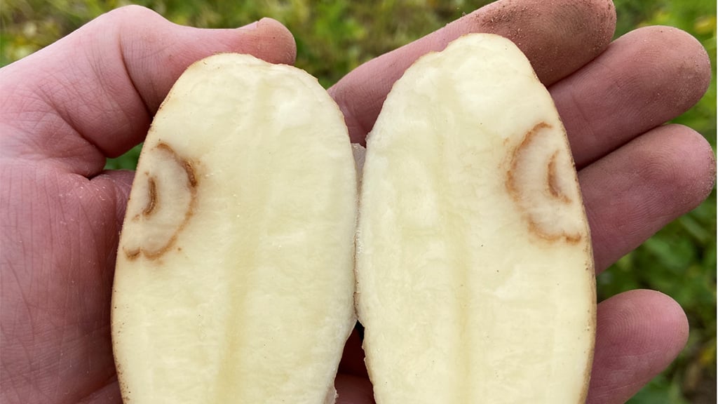 Free-living nematode target cuts spraing tuber damage | Syngenta