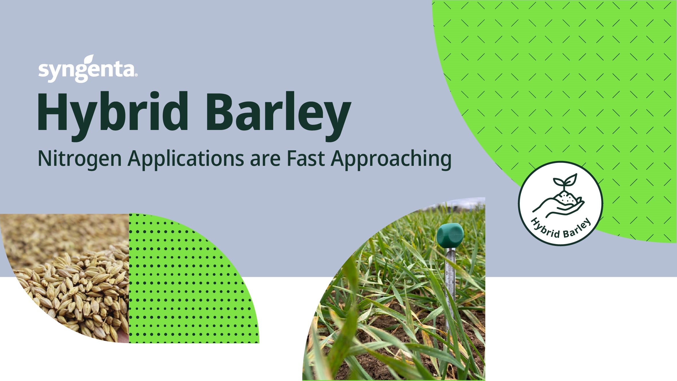 Hybrid barley nitrogen applications are fast approaching | Syngenta