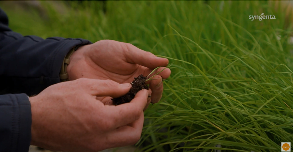 Coping with weather challenges for spring grass weed control | Syngenta