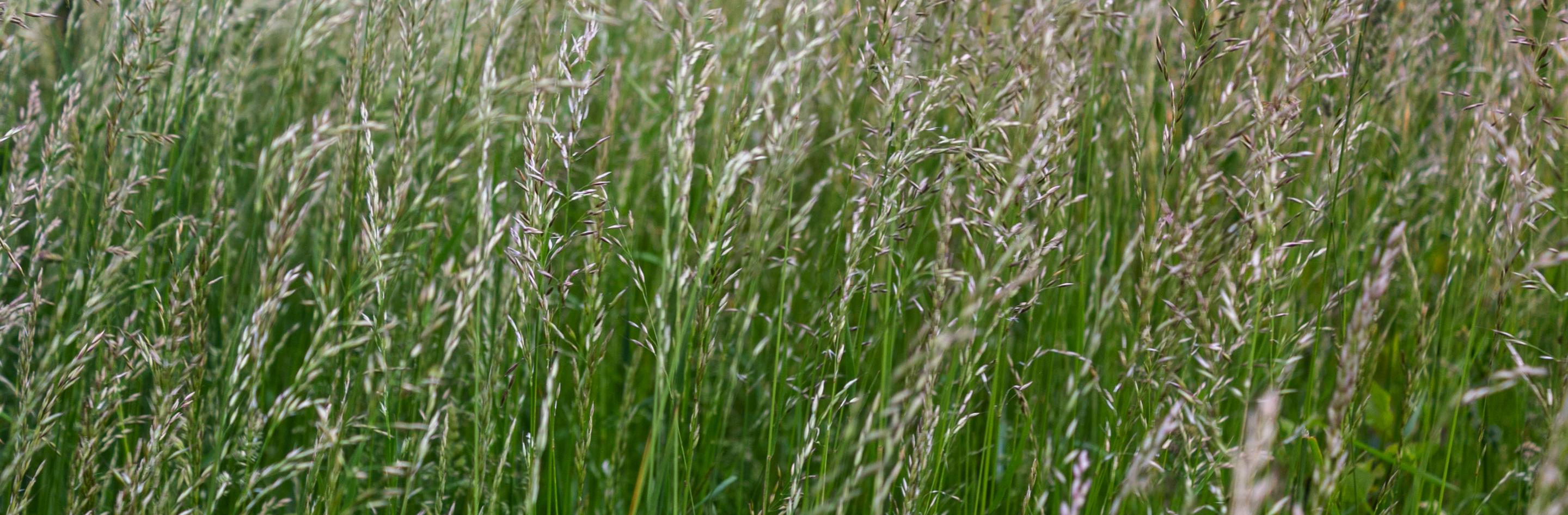 Rye Grass Field Sport Turf Rye Grass Seed Blend — Rohrer Seeds