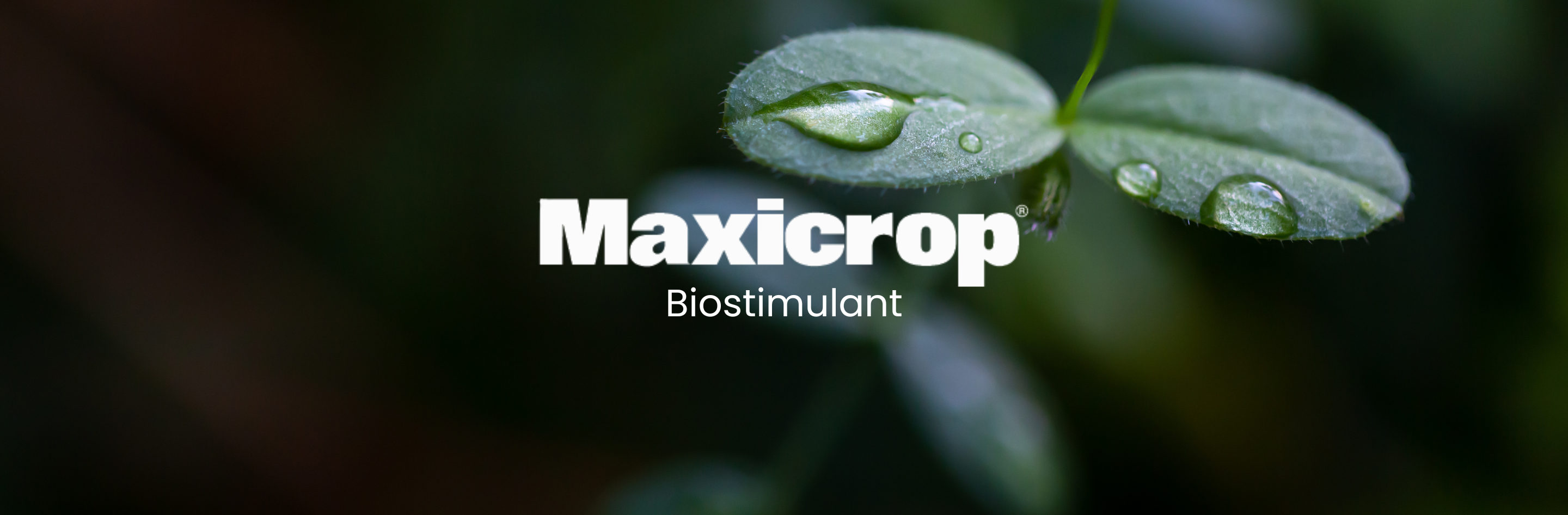 MAXICROP® | Syngenta