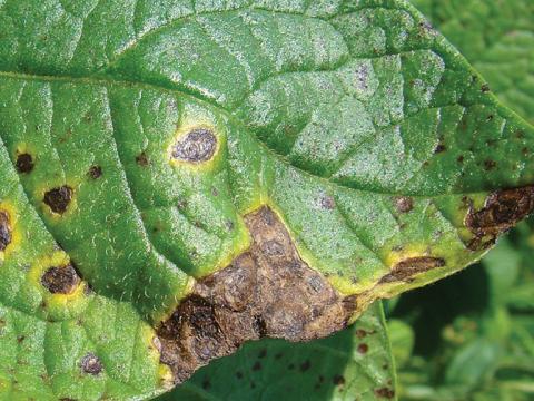Topical late-season disease management guidance from Syngenta for ...