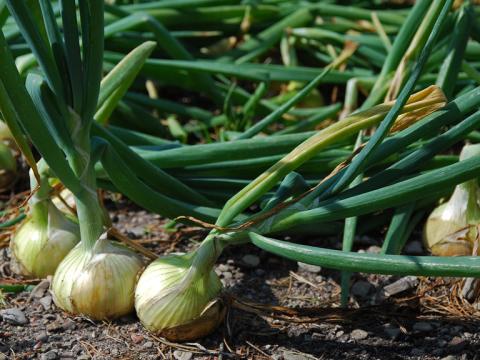 Hybrid barley provides a feedstock for AD plant.