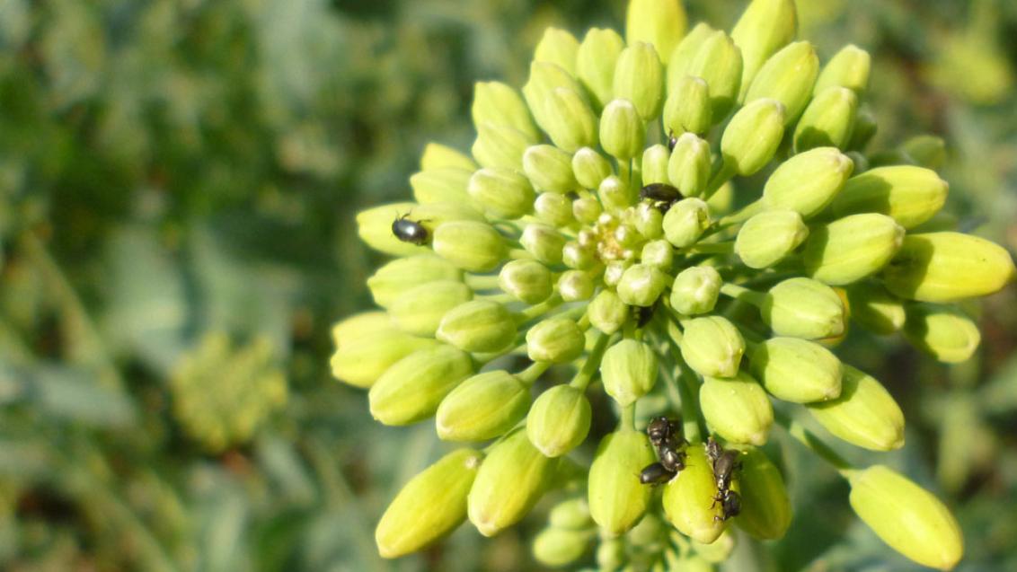 Pollen beetle - to spray or not to spray | Syngenta