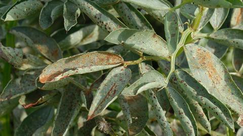 Syngenta strategy for disease control in bean crops