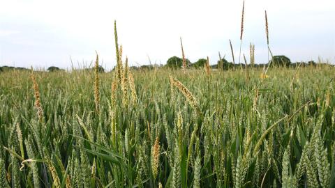 Integrated agronomy for grass weed control