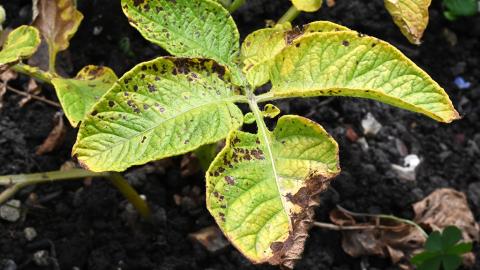 Alternaria advice for potatoes
