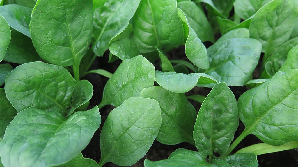 Variety resistance stops race change challenges in spinach | Syngenta ...