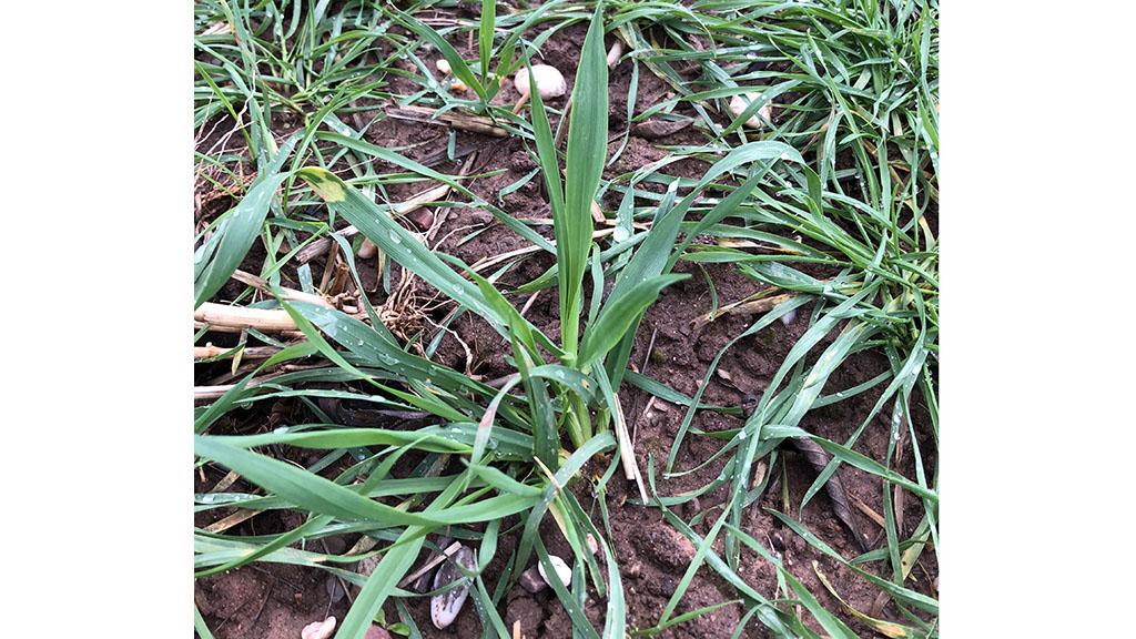 2023 spring clean for grass weeds | Syngenta