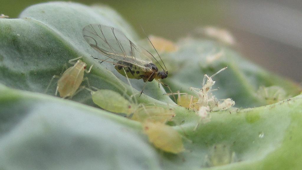 Aphid warning for sugar beet growers
