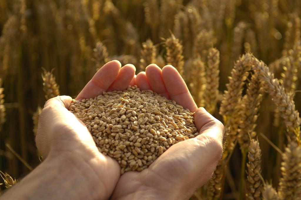 Topical late-season disease management guidance from Syngenta for ...