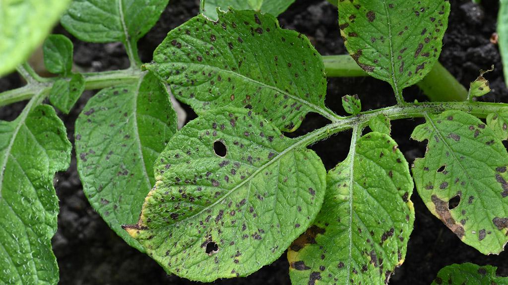 Alternaria advice for potatoes