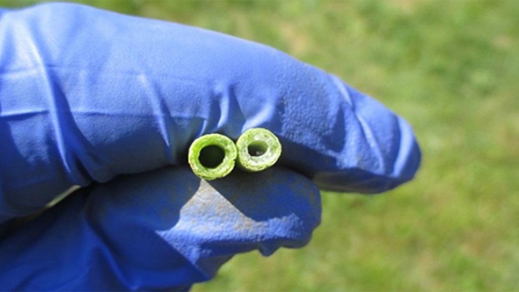 Early PGR to promote root recovery | Syngenta