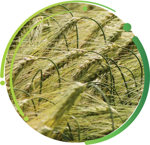 HYVIDO® Hybrid Barley: A competitive crop for weed suppression | Syngenta