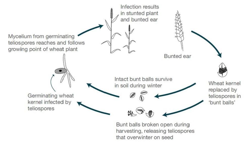 Seedcare | Syngenta