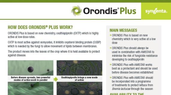 Vegetables | Syngenta