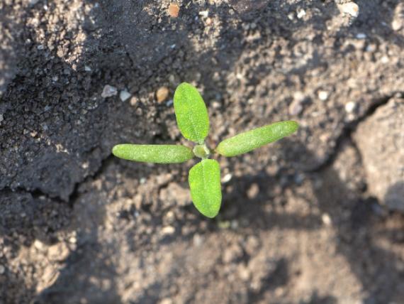 Early season weed control | Syngenta