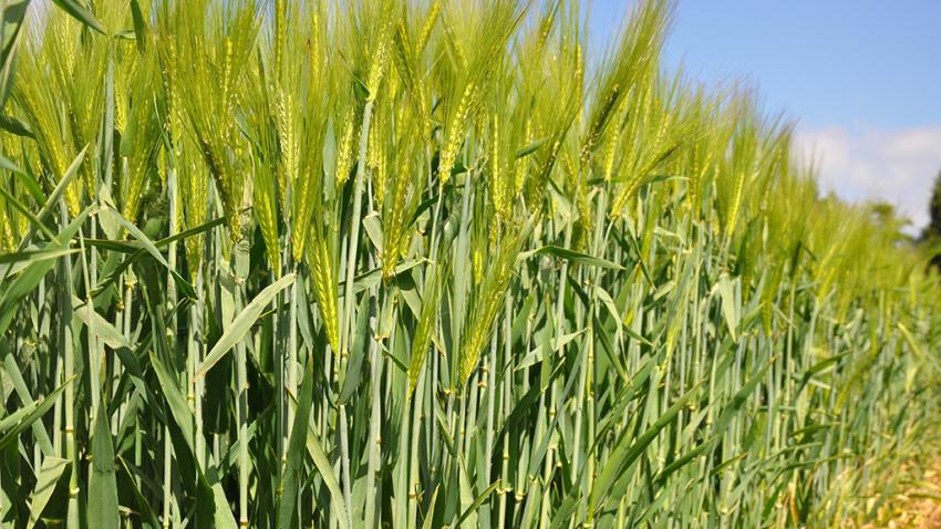 Protect barley green leaf area during longer daylight hours