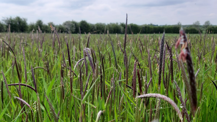 Hybrid barley – superior grass weed suppression as standard | Syngenta