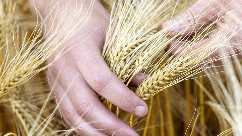 Hybrid barley provides a feedstock for AD plant.