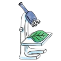 QUANTIS® | Syngenta